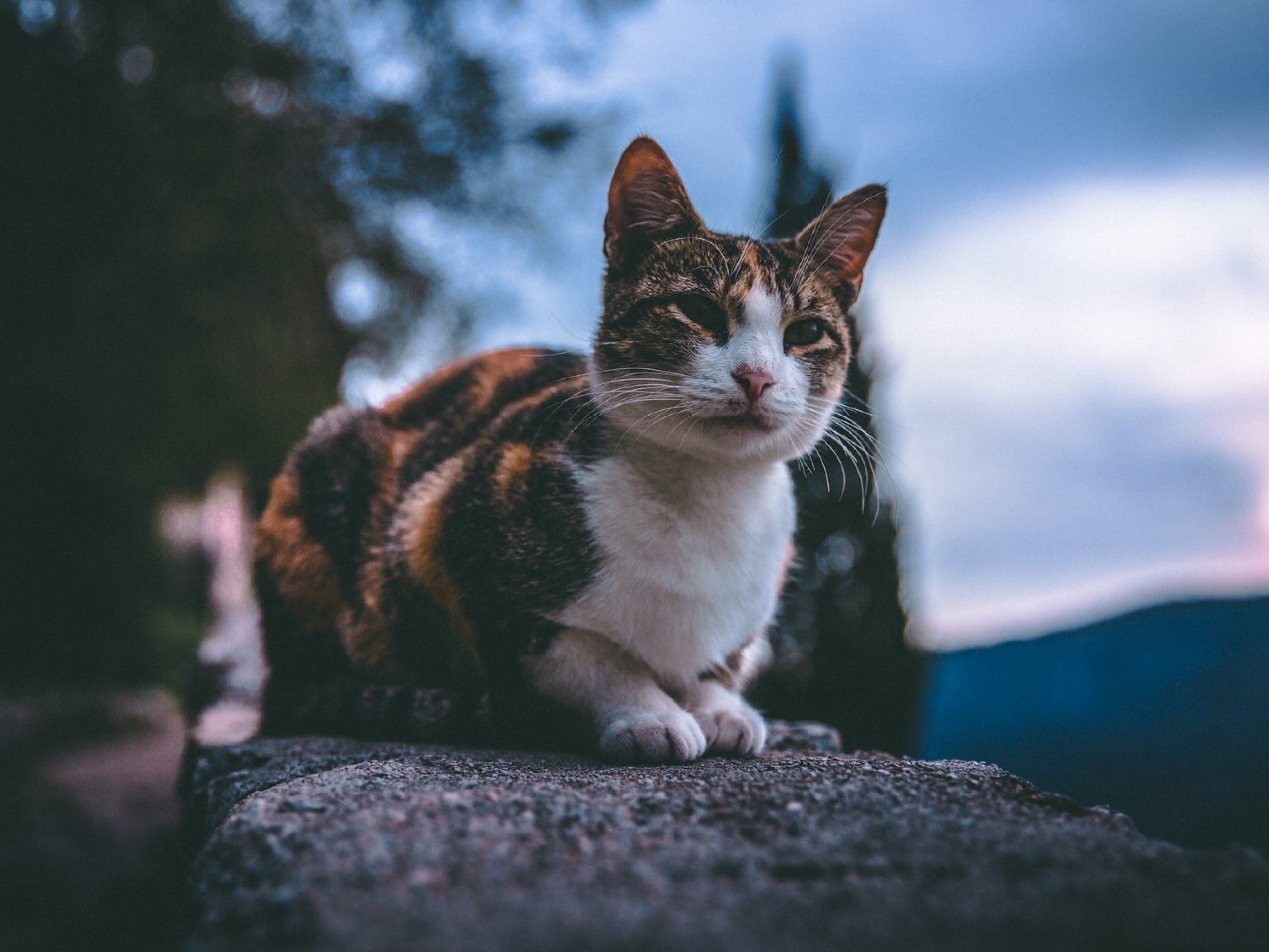Can Cats See In The Dark Can Cats See In The Dark